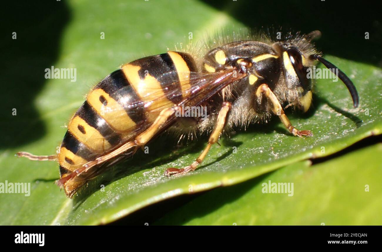 Common European Yellowjacket (Vespula vulgaris Stock Photo - Alamy