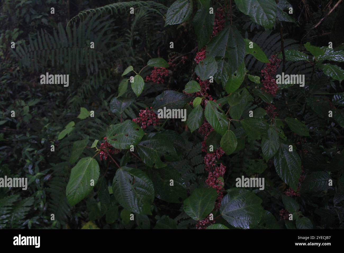 Scratchbush (Urera baccifera Stock Photo - Alamy