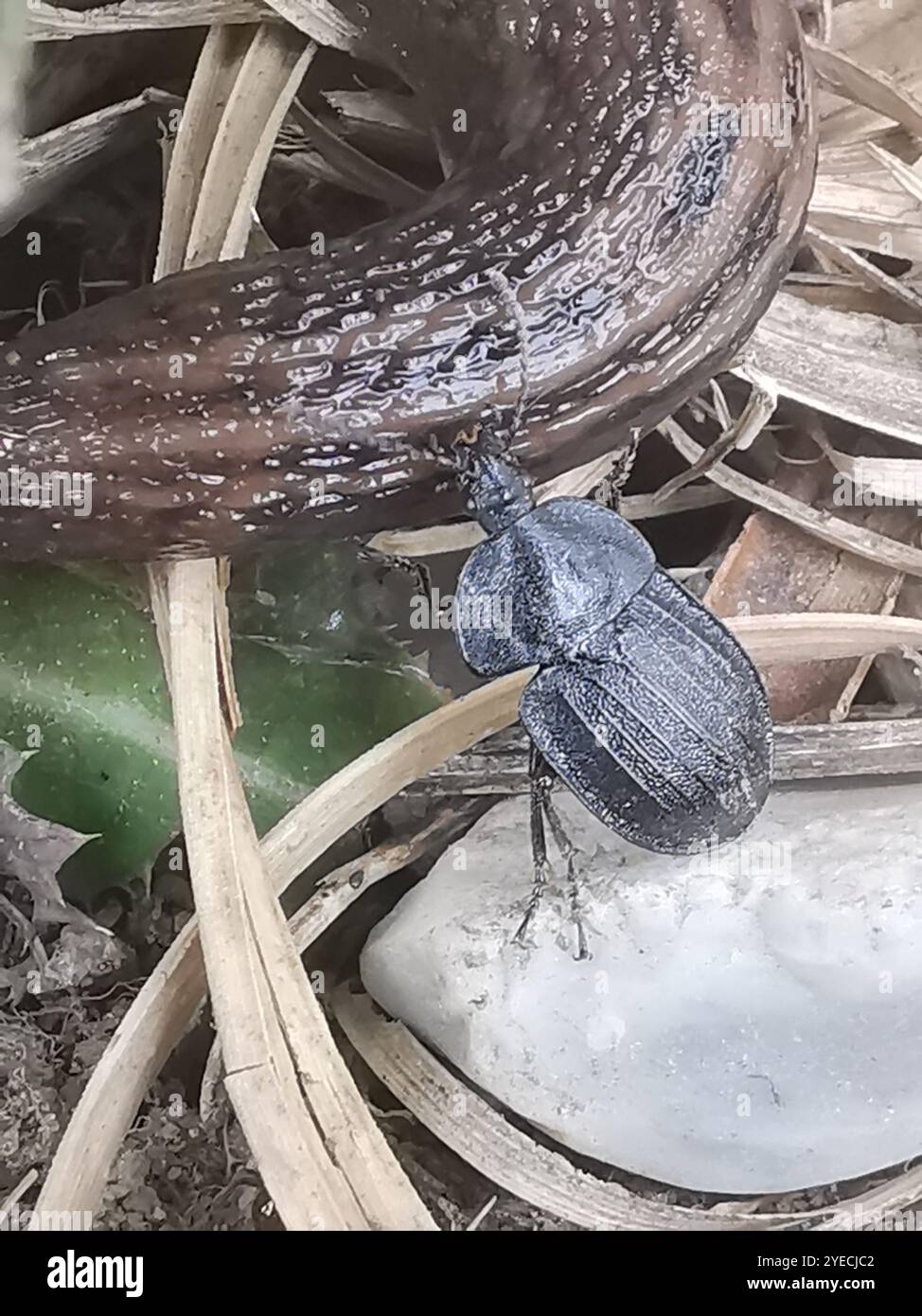 Black snail beetle (Phosphuga atrata Stock Photo - Alamy