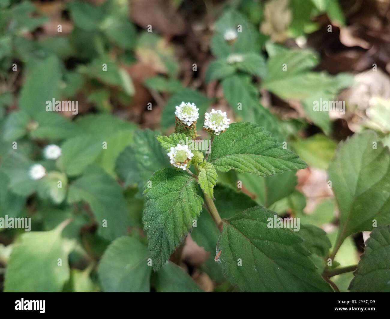 Aztec Sweet Herb (Lippia dulcis Stock Photo - Alamy