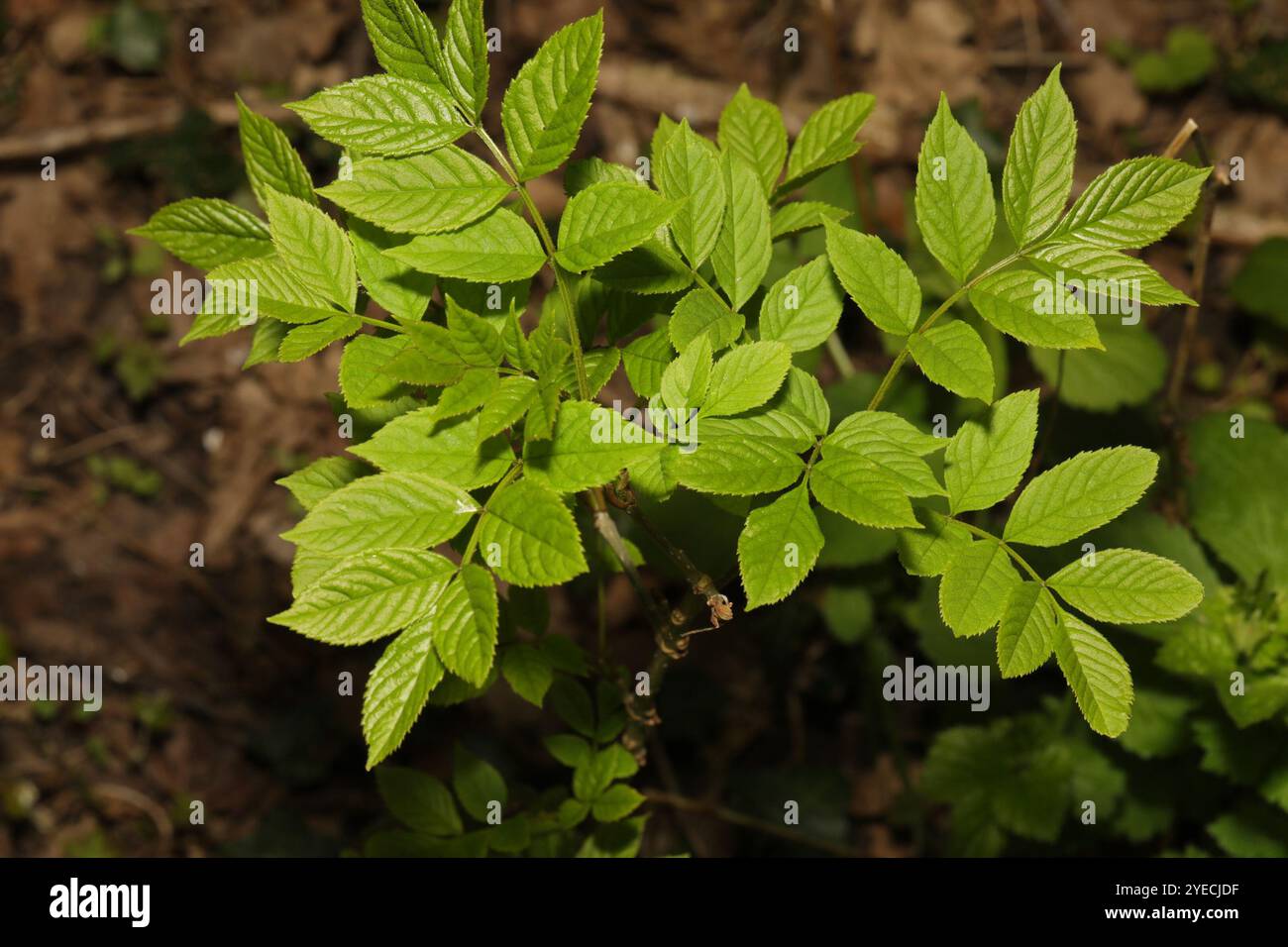 European ash (Fraxinus excelsior Stock Photo - Alamy