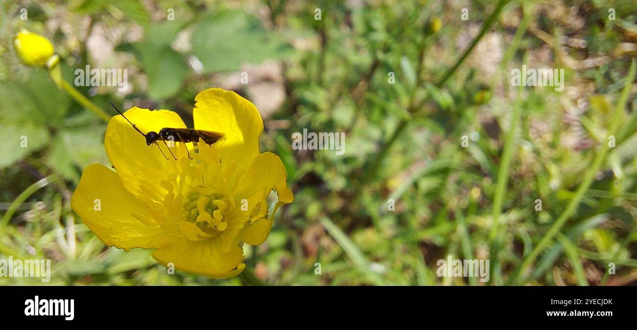 Stem Sawflies (Cephidae Stock Photo - Alamy