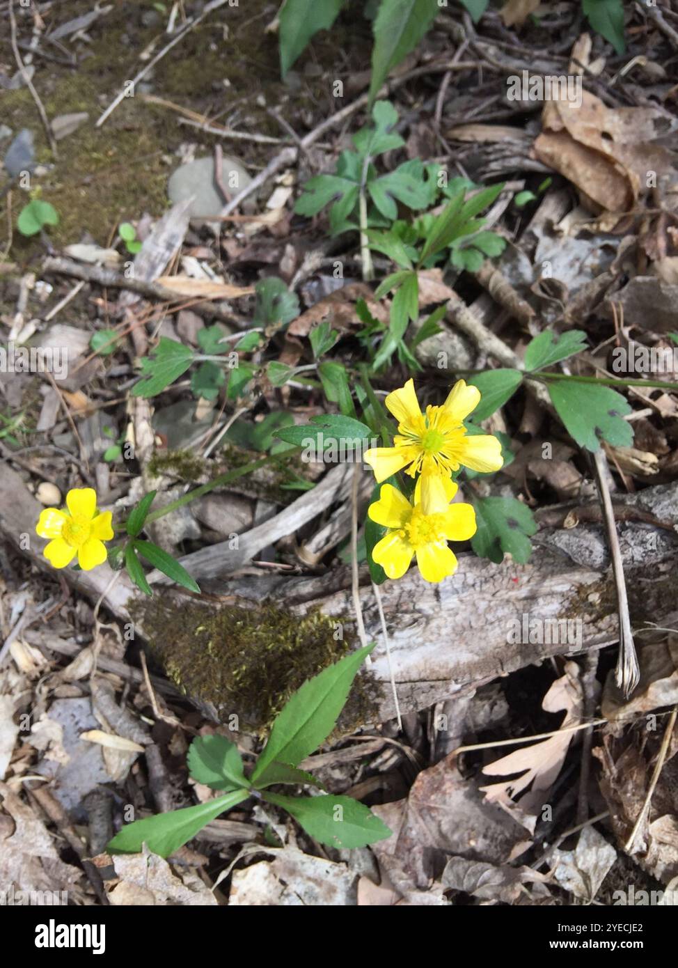 Early Buttercup (Ranunculus fascicularis Stock Photo - Alamy