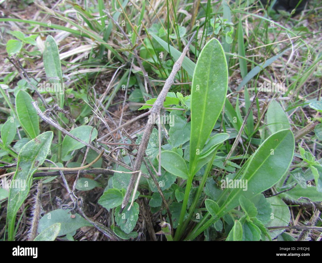 Proscopiidae hi-res stock photography and images - Alamy