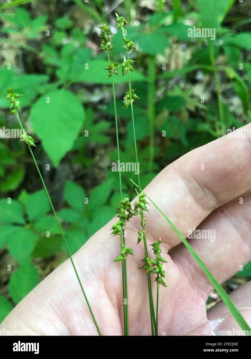 Reflexed Sedge (Carex retroflexa Stock Photo - Alamy