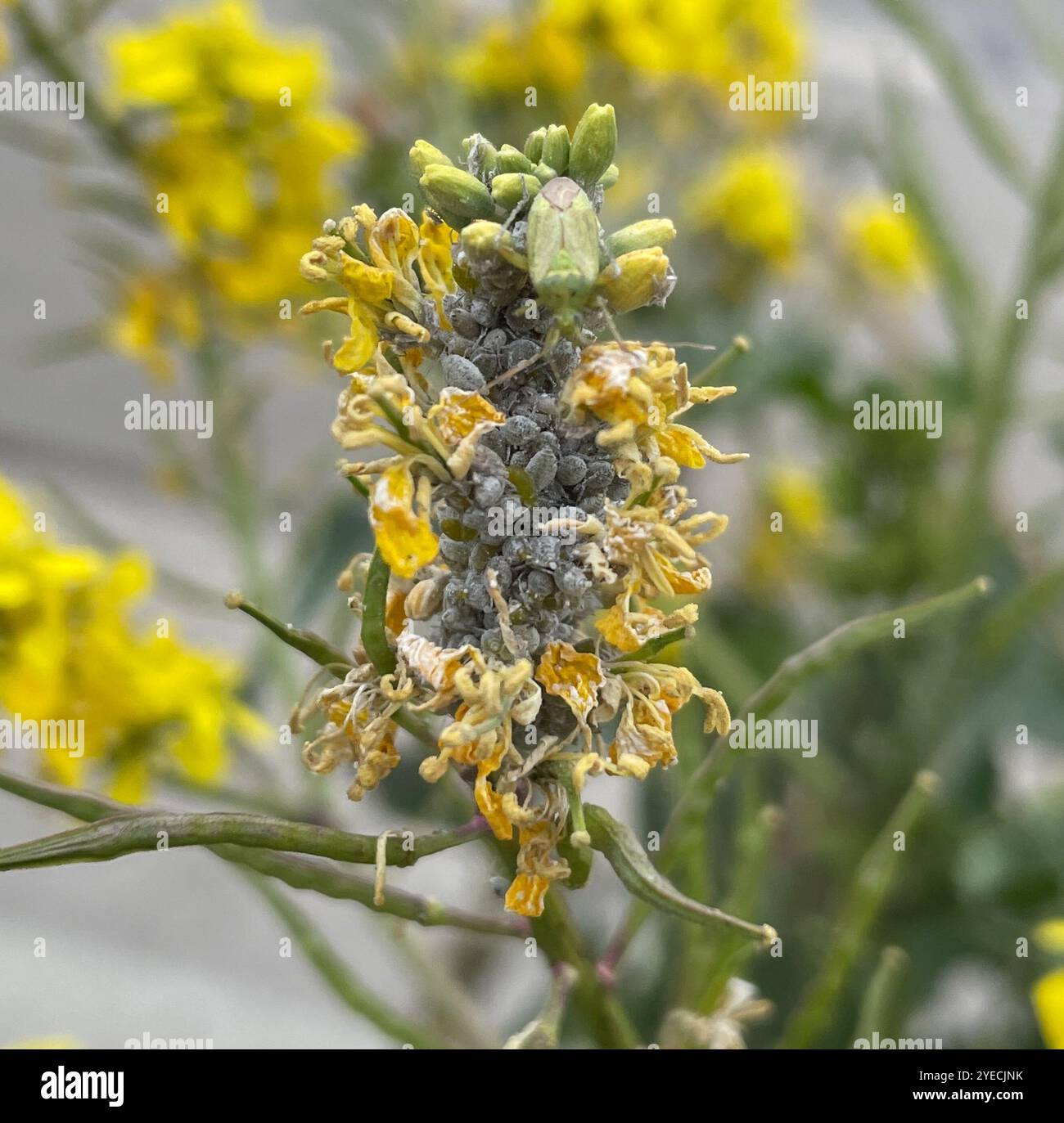 Cabbage Aphid (Brevicoryne brassicae Stock Photo - Alamy