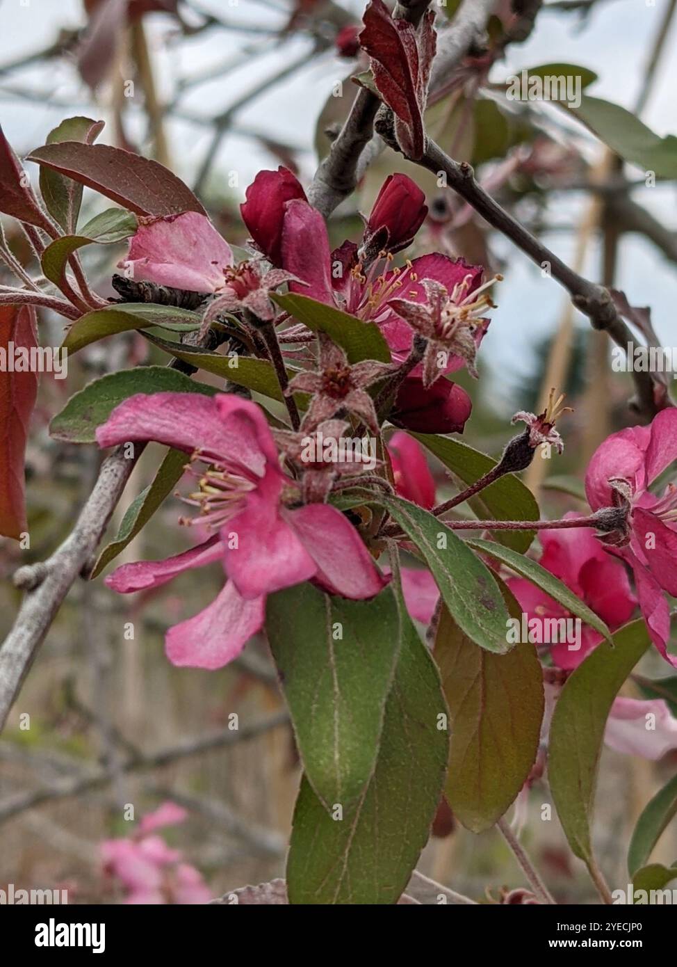 southern crabapple (Malus angustifolia Stock Photo - Alamy