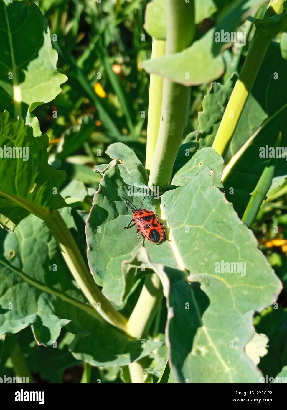 cruciferous bug (Eurydema ventralis Stock Photo - Alamy