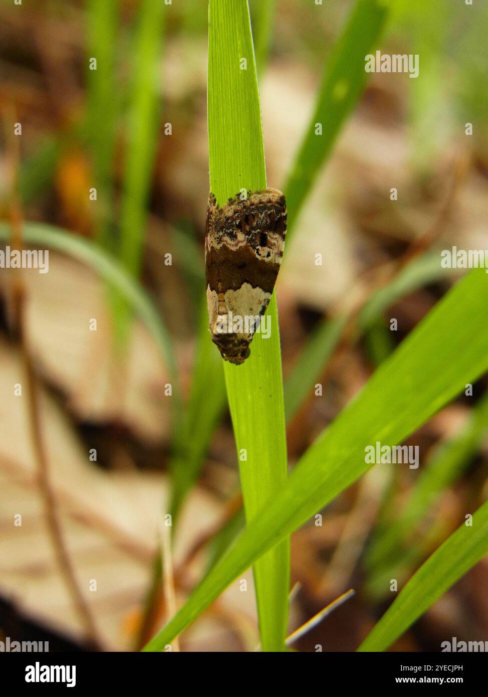 Signifera hi-res stock photography and images - Alamy