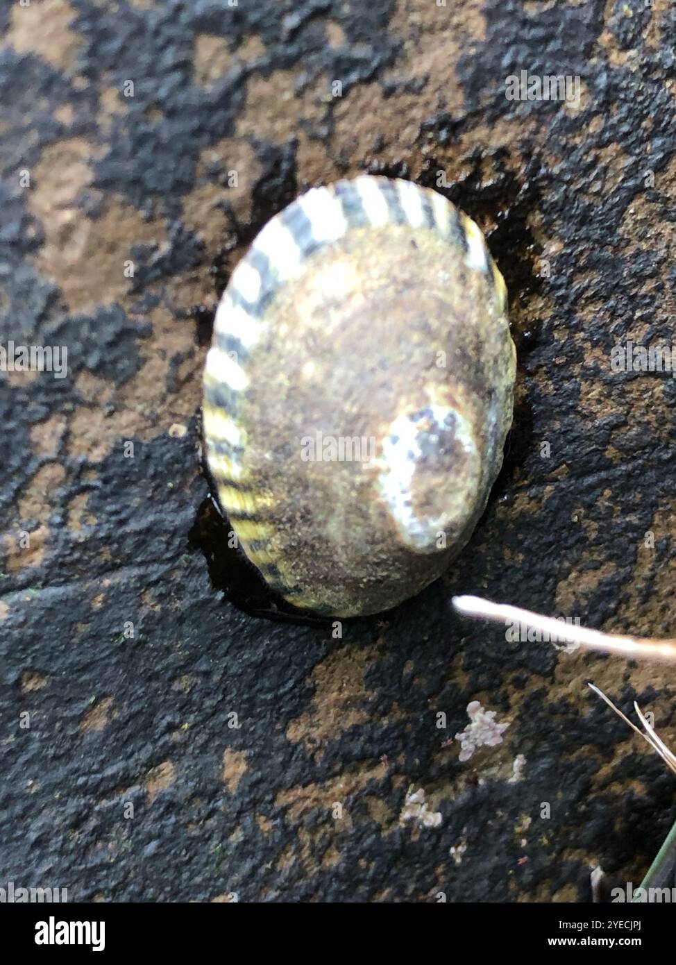 Plate Limpet (Lottia scutum Stock Photo - Alamy