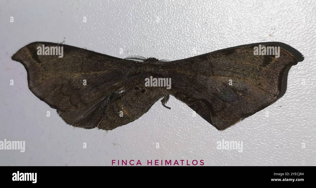 Silkworm Moths (Bombycidae Stock Photo - Alamy