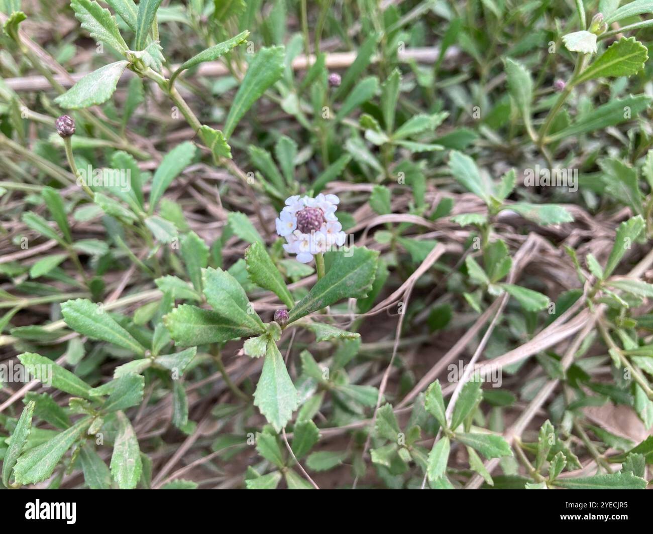 turkey tangle frogfruit (Phyla nodiflora Stock Photo - Alamy