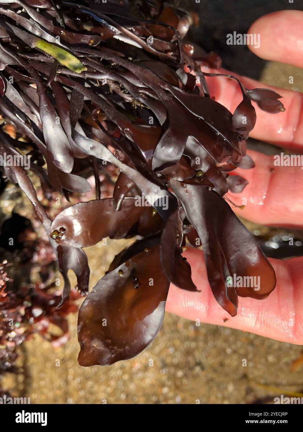 red algae (Rhodophyta Stock Photo - Alamy