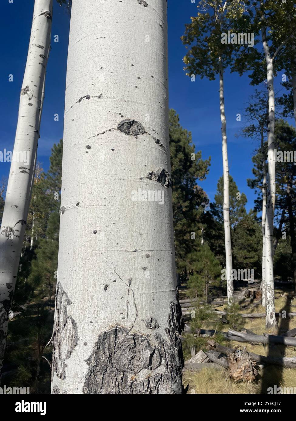 Mountain aspens close up hi-res stock photography and images - Alamy