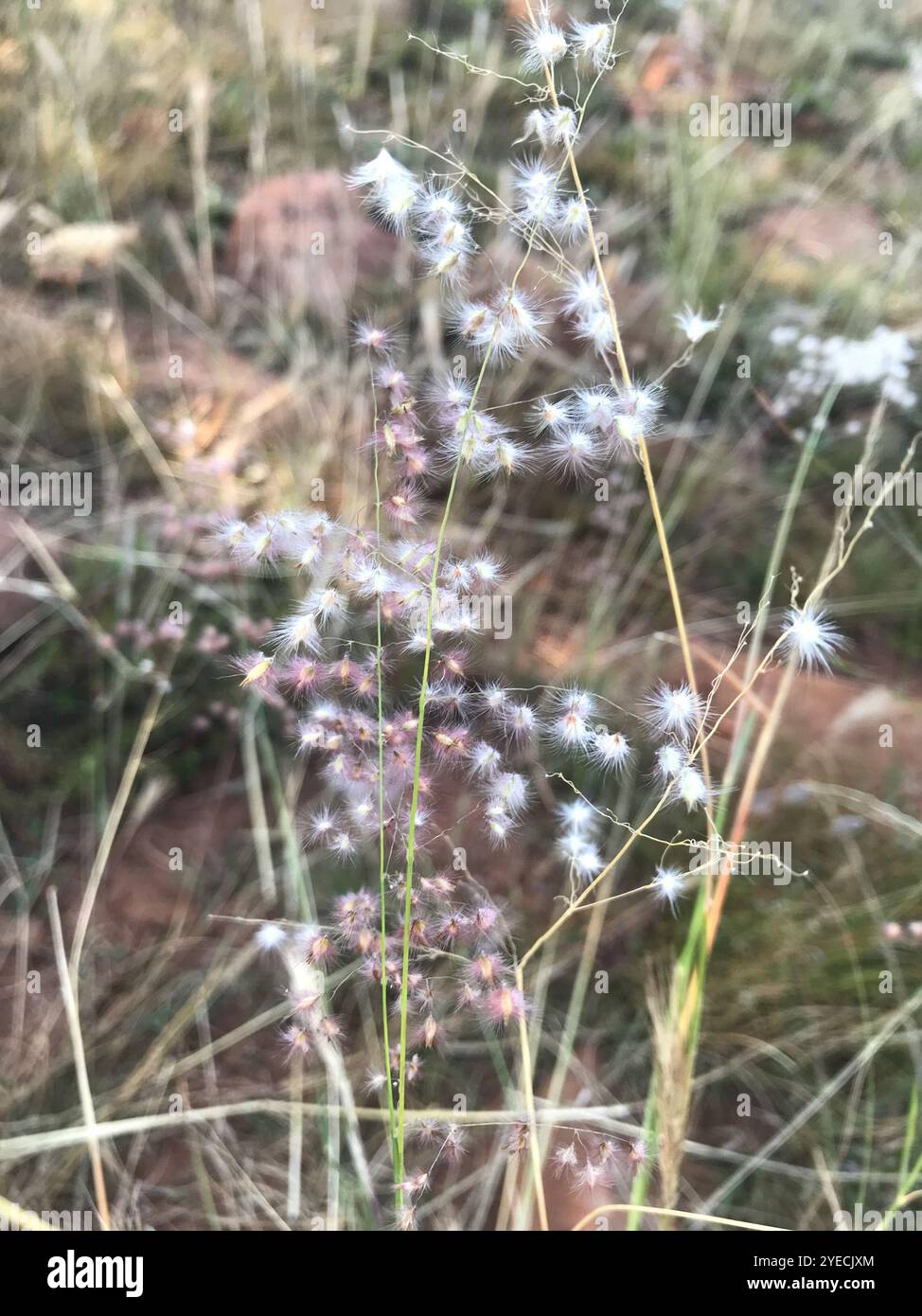 Natal grass (Melinis repens Stock Photo - Alamy
