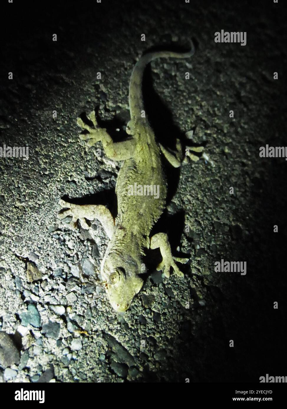 Gekko japonicus hi-res stock photography and images - Alamy