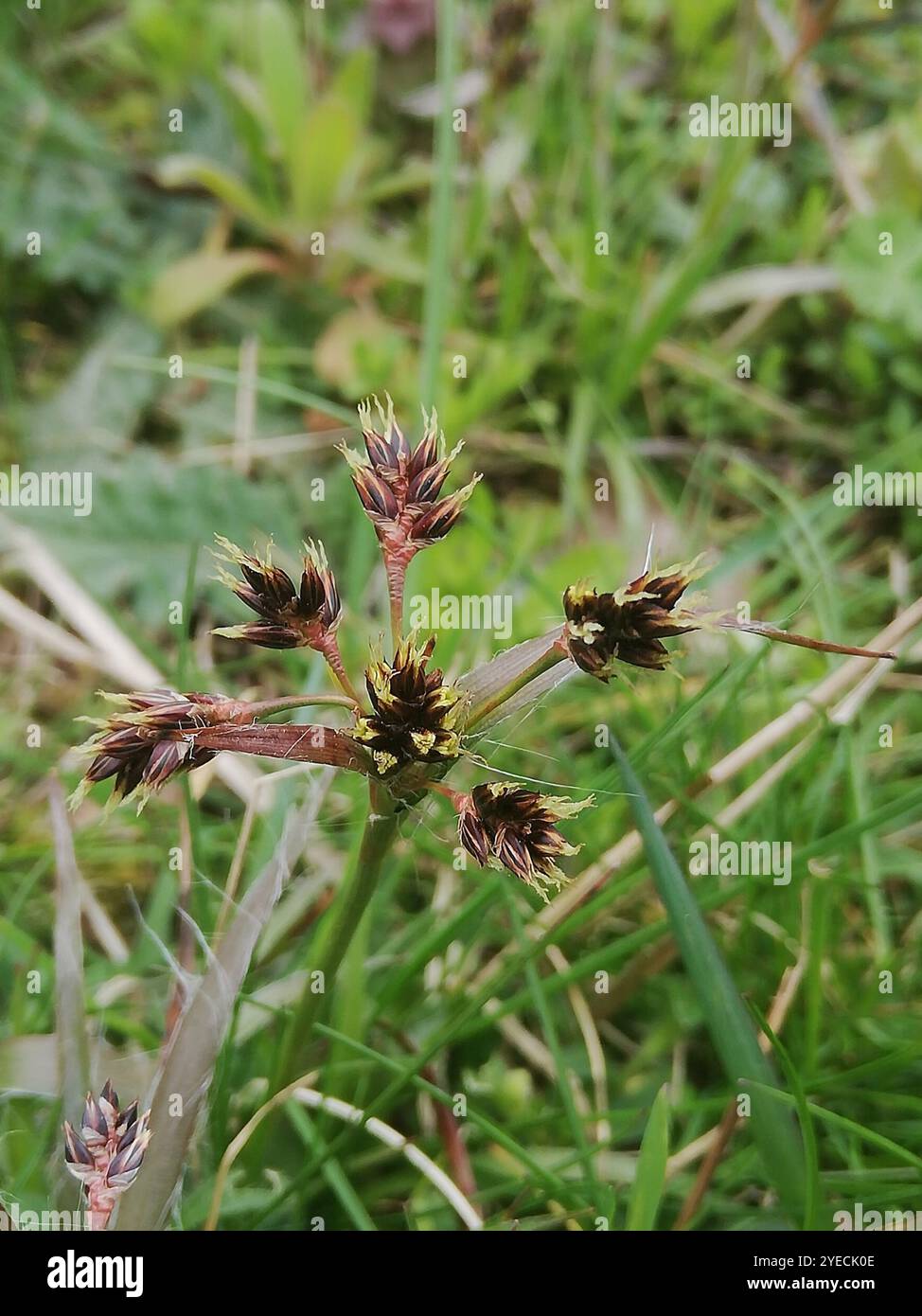 Field woodrush (Luzula campestris Stock Photo - Alamy