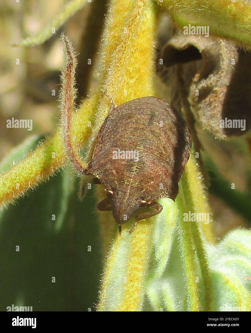 Tortoise Shieldbugs (Hotea Stock Photo - Alamy