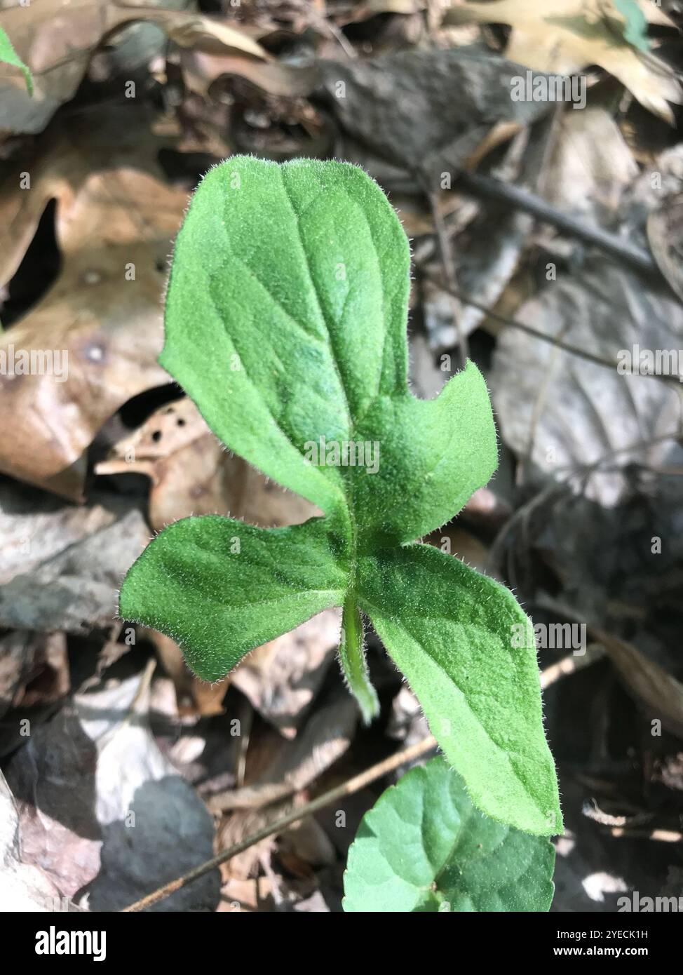 rattlesnake roots (Nabalus Stock Photo - Alamy
