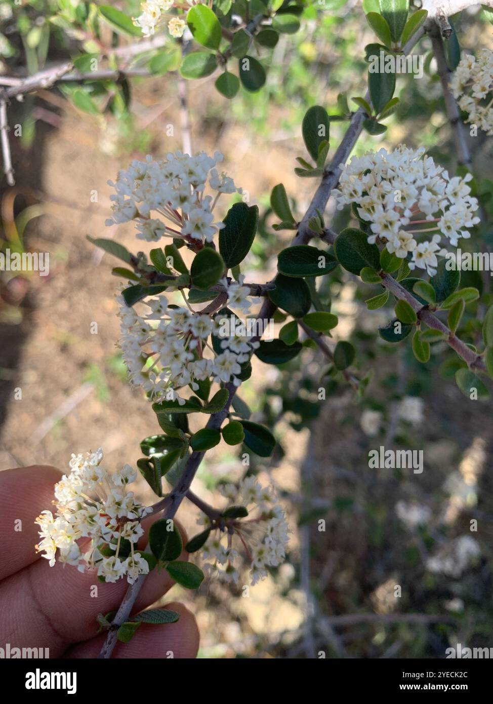 Buckbrush (Ceanothus cuneatus Stock Photo - Alamy