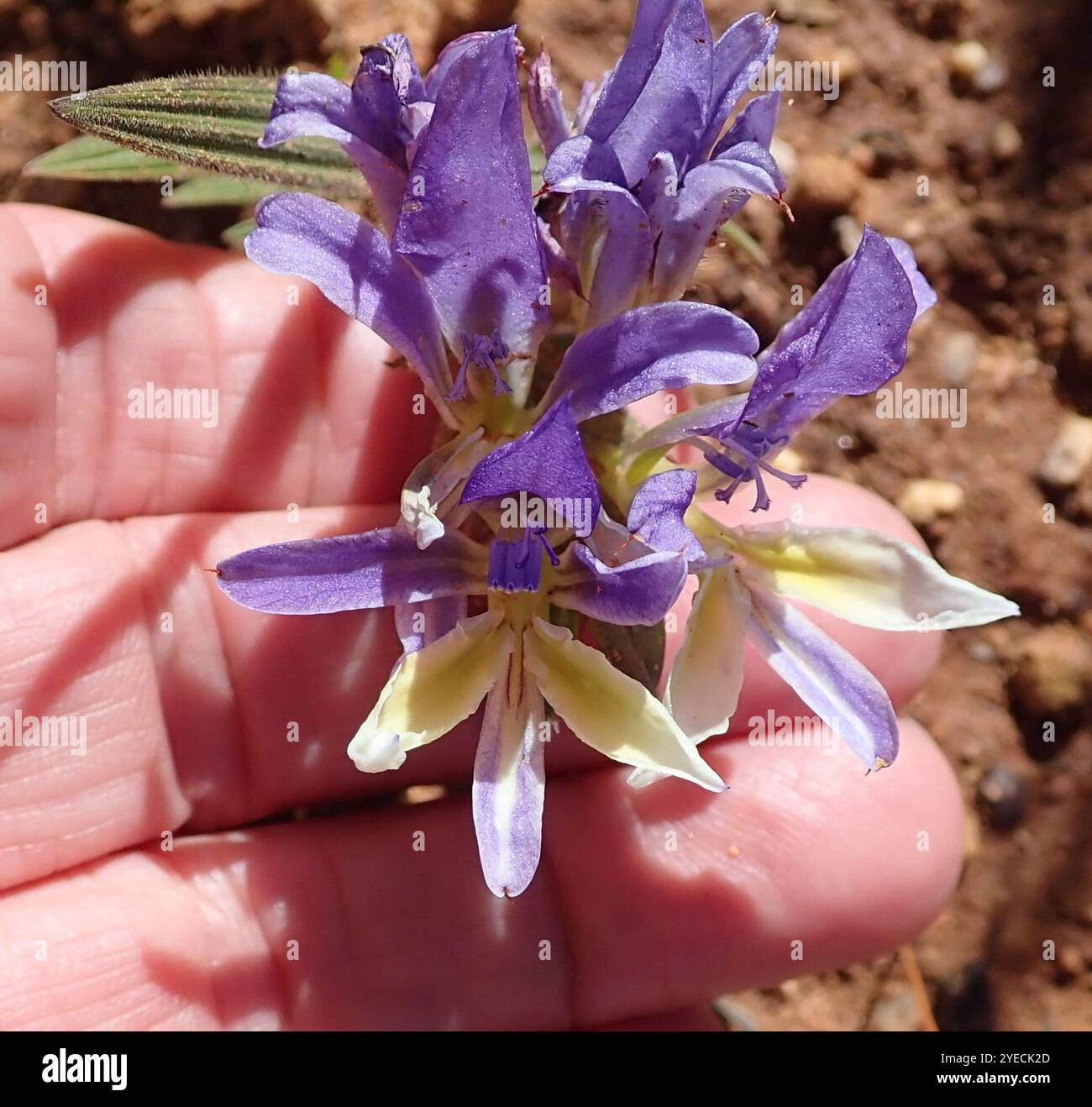 Baboon Root (Babiana Stock Photo - Alamy