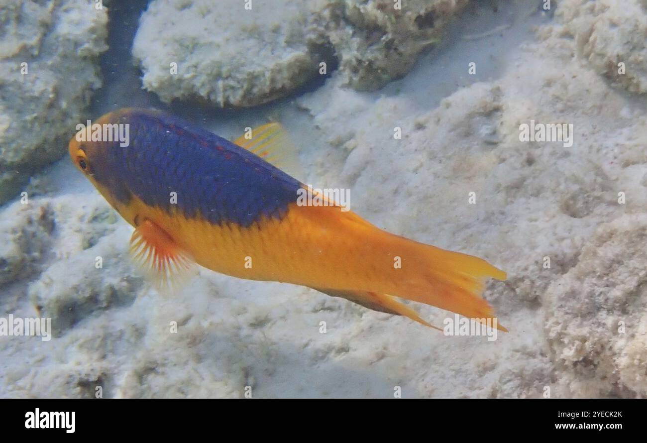 Spanish Hogfish (Bodianus rufus Stock Photo - Alamy