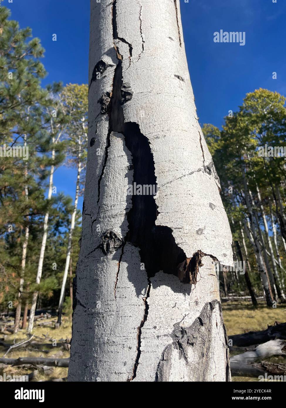 Aspen timber hi-res stock photography and images - Alamy