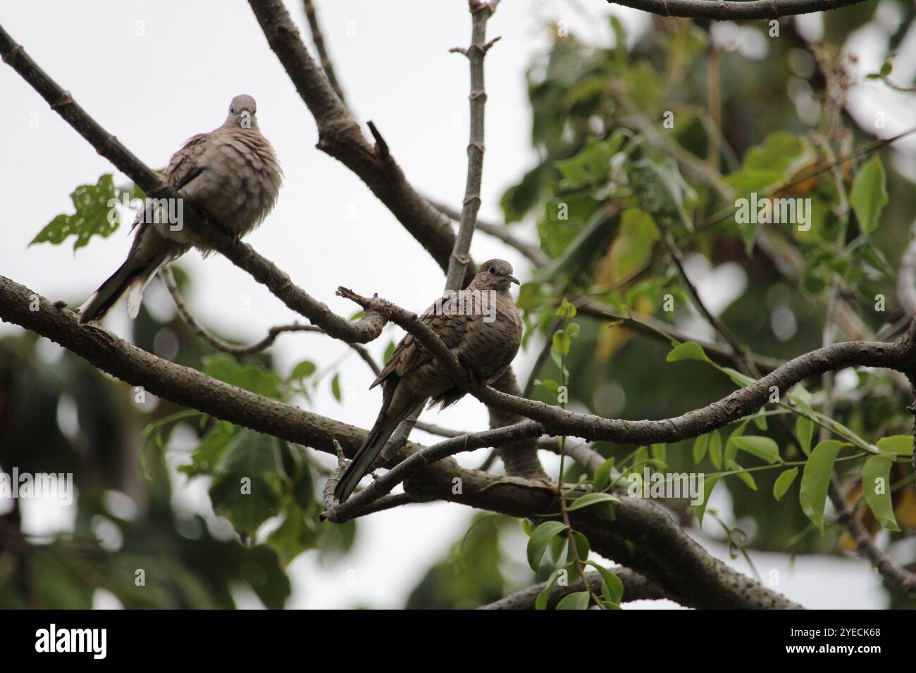 Inca Dove (Columbina inca Stock Photo - Alamy