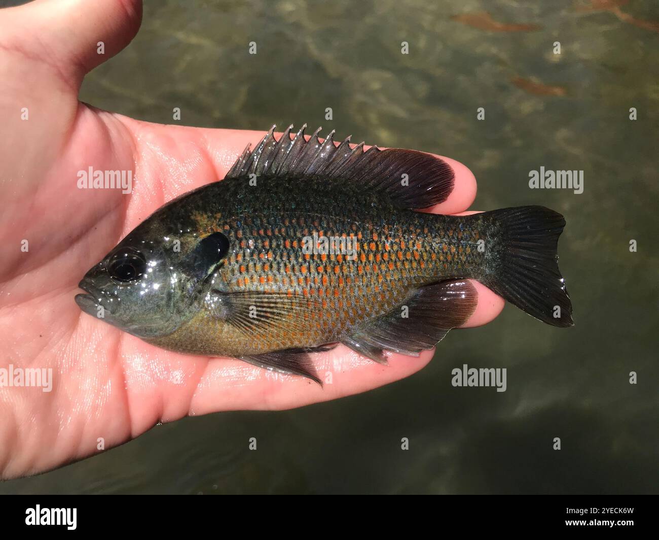Lepomis miniatus hi-res stock photography and images - Alamy