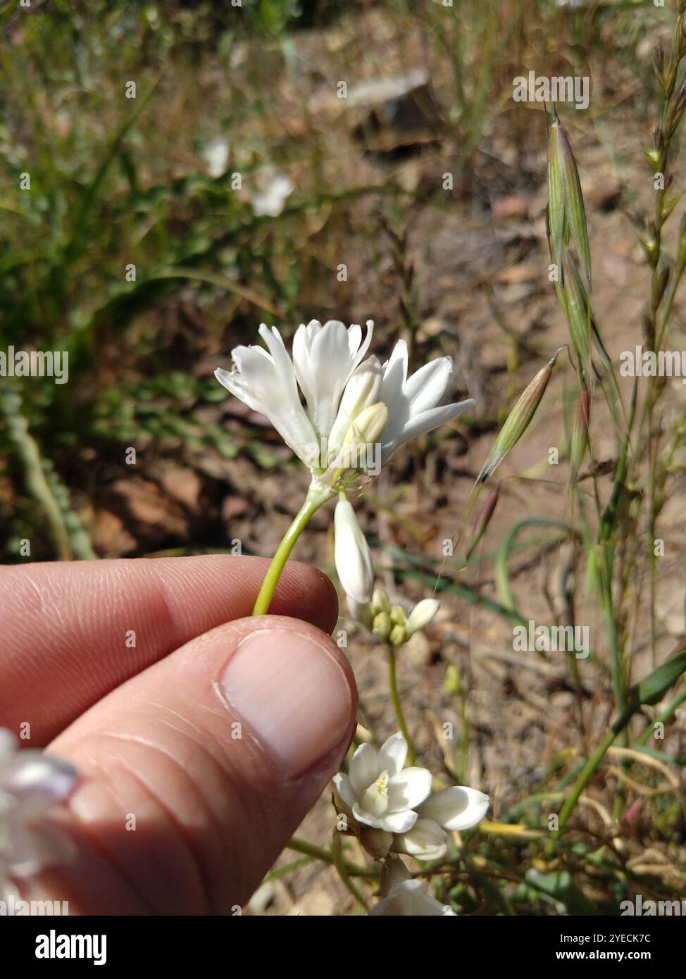 Dipterostemon hi-res stock photography and images - Alamy
