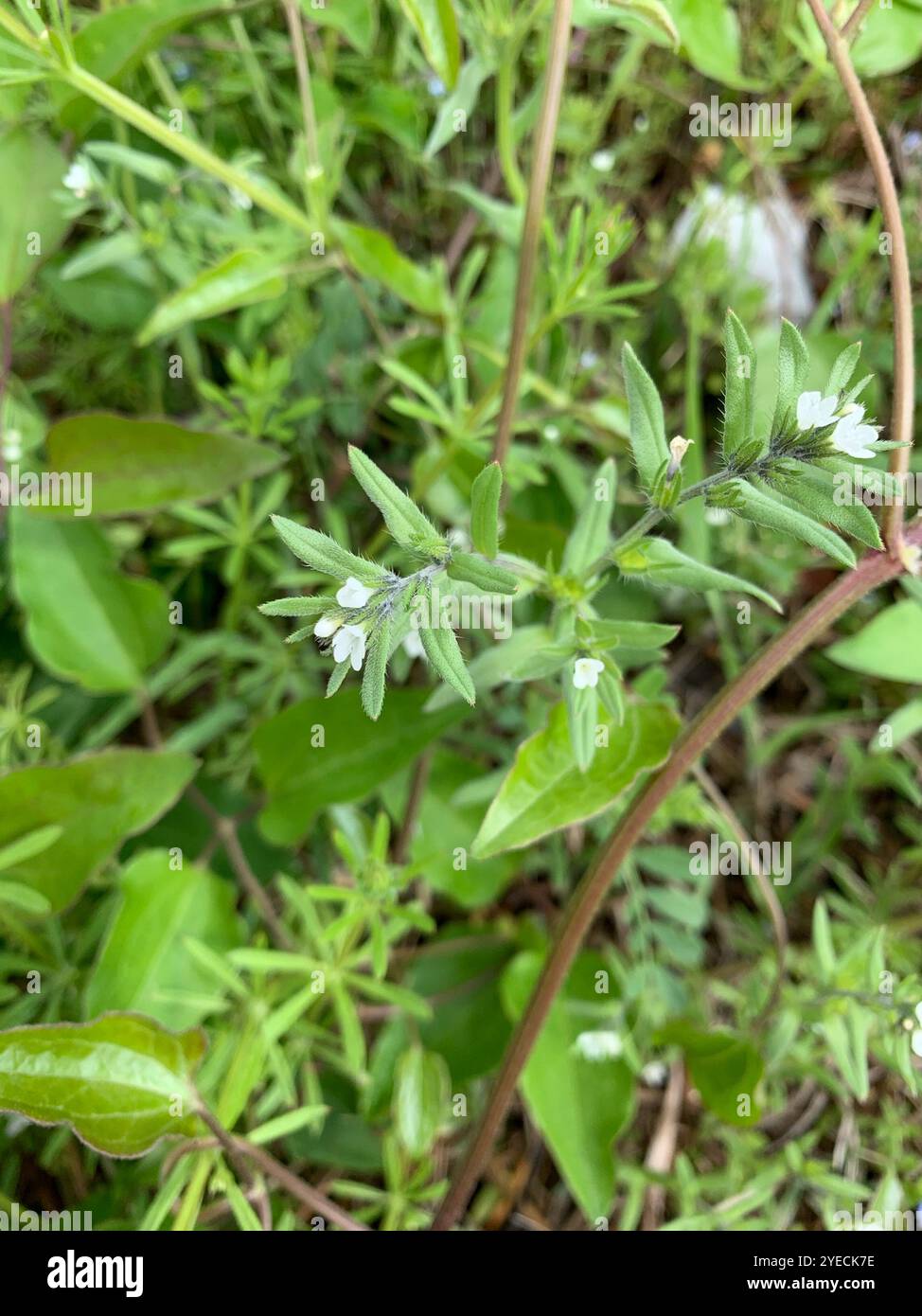 corn gromwell (Buglossoides arvensis Stock Photo - Alamy