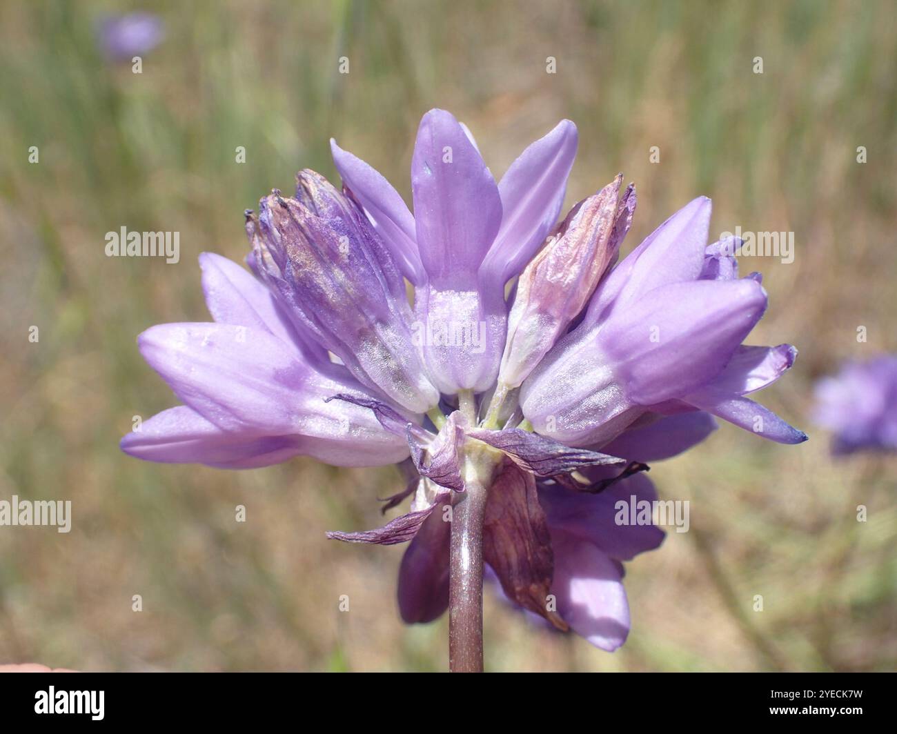 Dipterostemon hi-res stock photography and images - Alamy