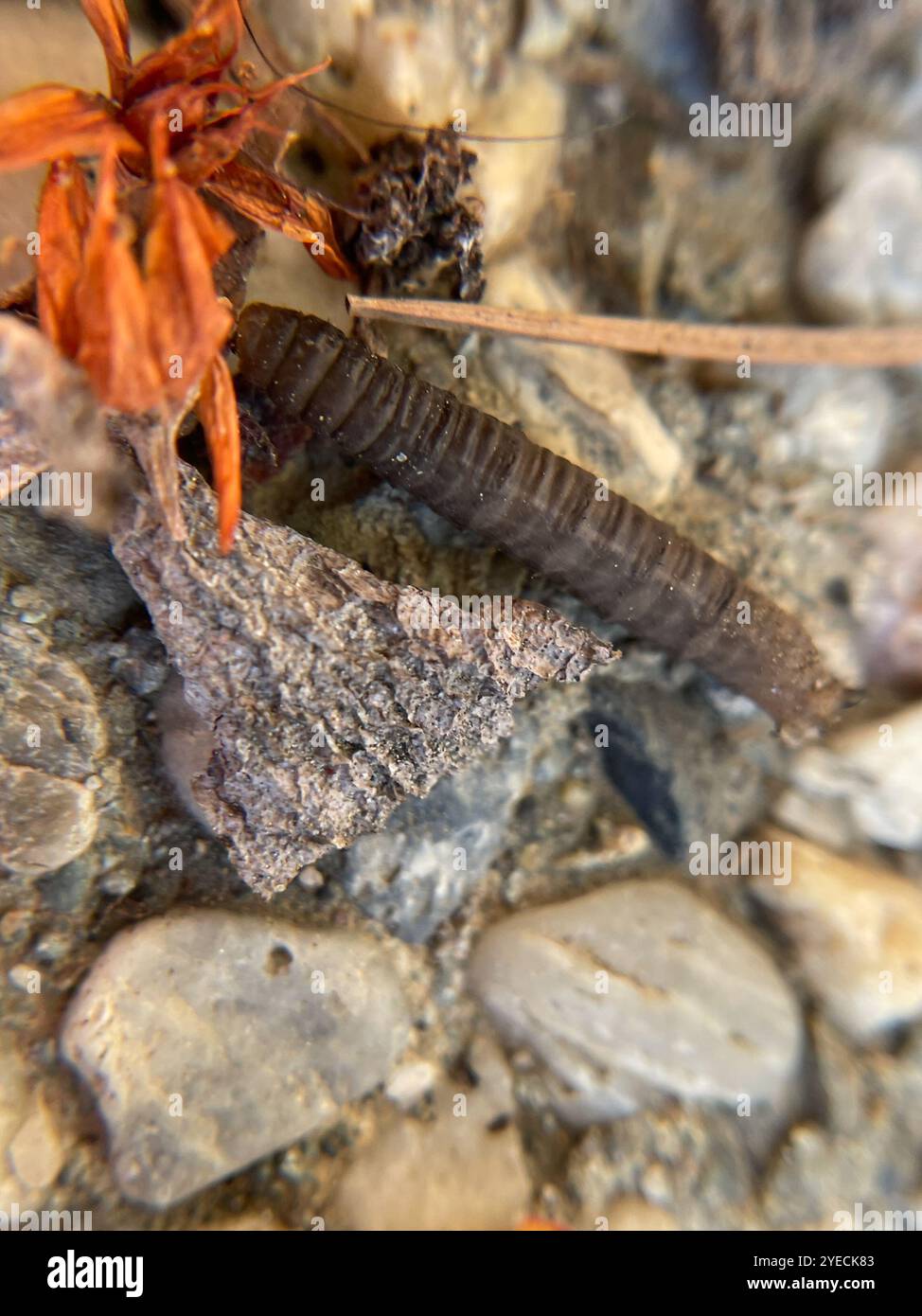 Crane Flies (Tipulomorpha Stock Photo - Alamy