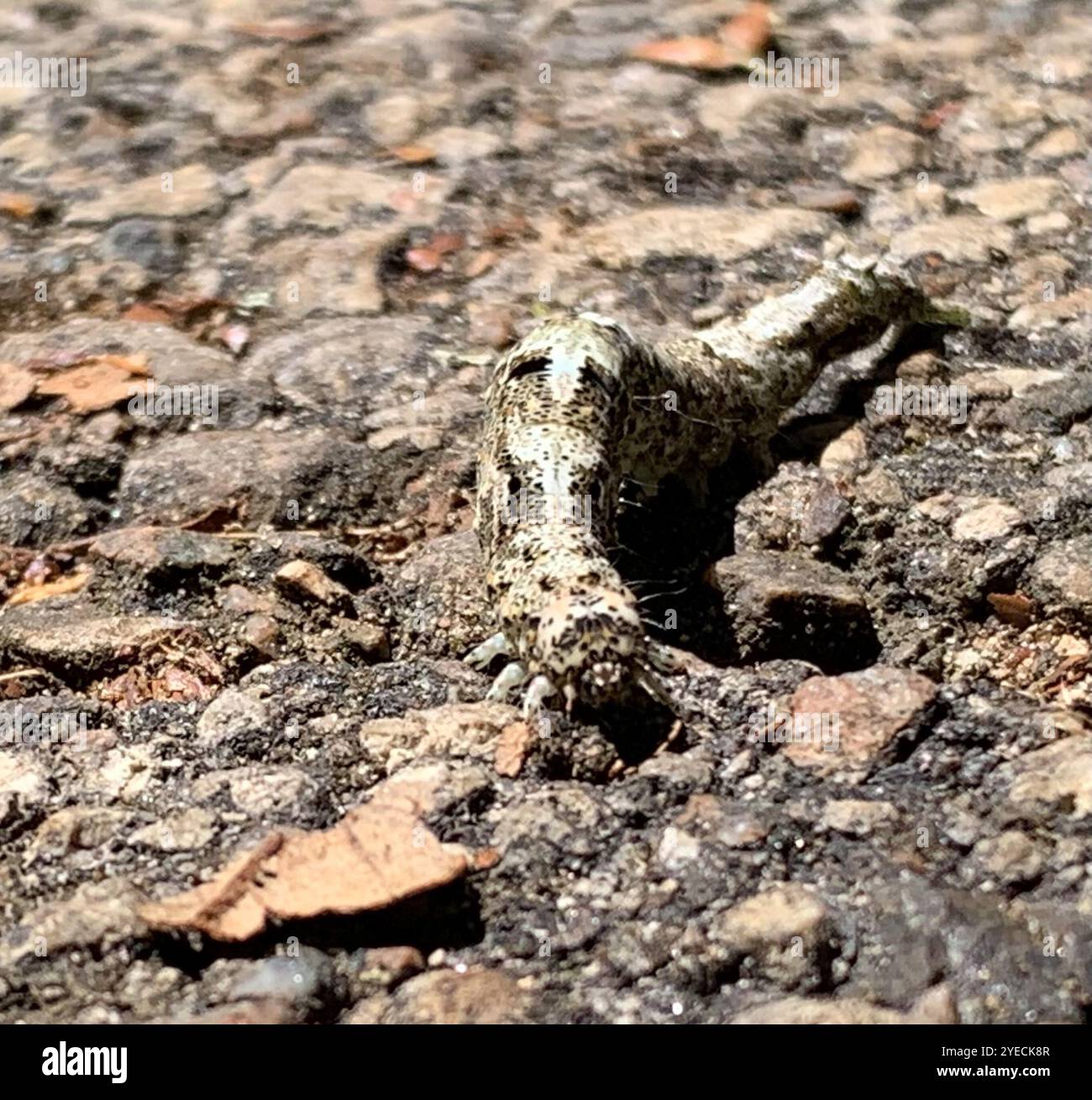 Live Oak Metria Moth (Metria amella Stock Photo - Alamy