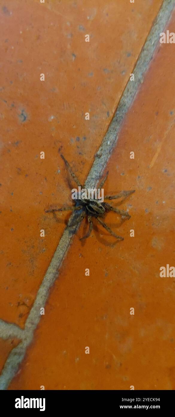 Radiated Wolf Spider (Hogna radiata Stock Photo - Alamy