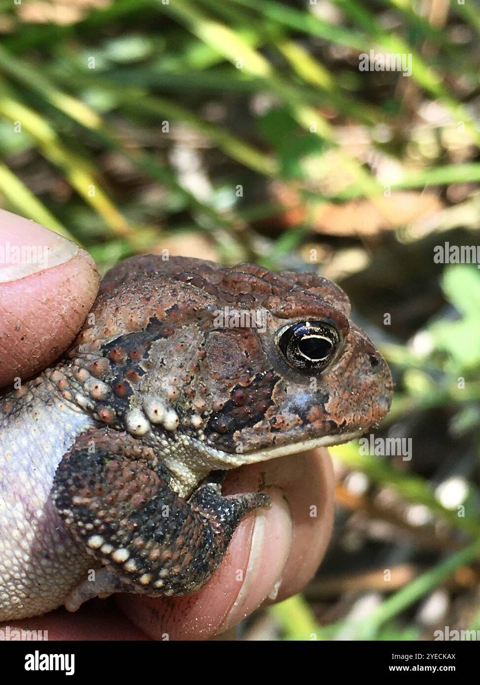 Southern Toad (Anaxyrus terrestris Stock Photo - Alamy