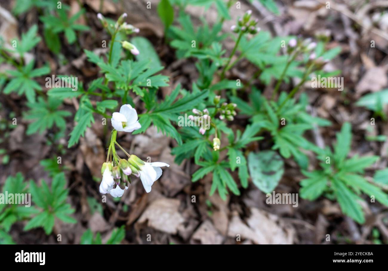 cut-leaved toothwort (Cardamine concatenata Stock Photo - Alamy