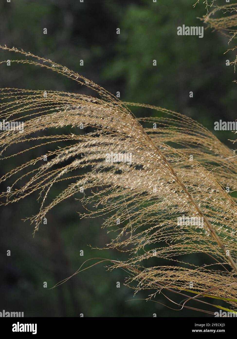 Chinese silver grass (Miscanthus sinensis Stock Photo - Alamy