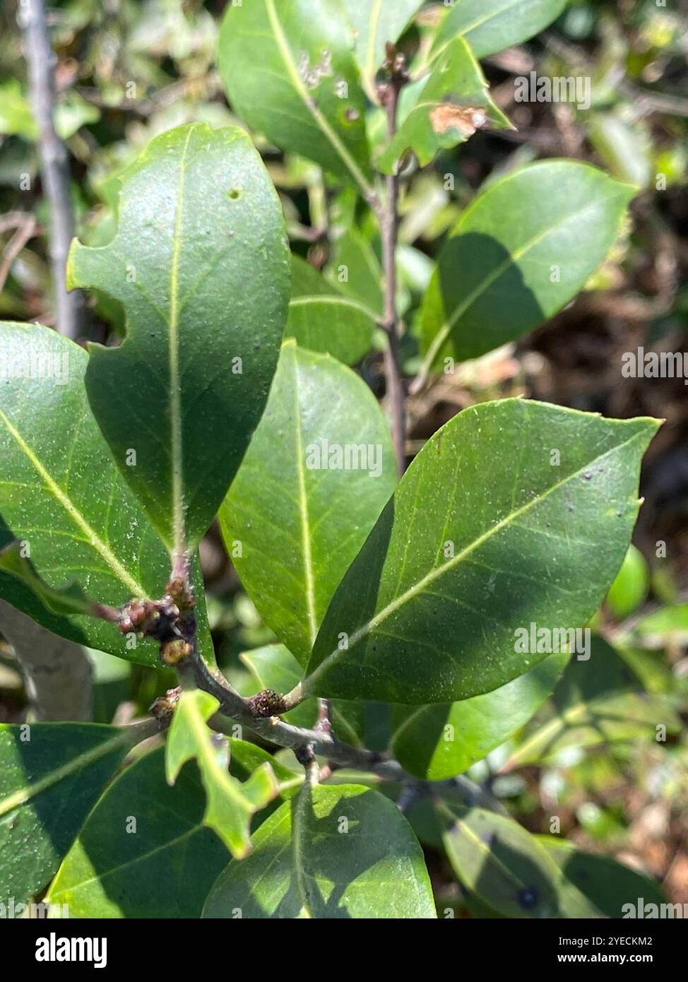 Large Gallberry (Ilex coriacea Stock Photo - Alamy