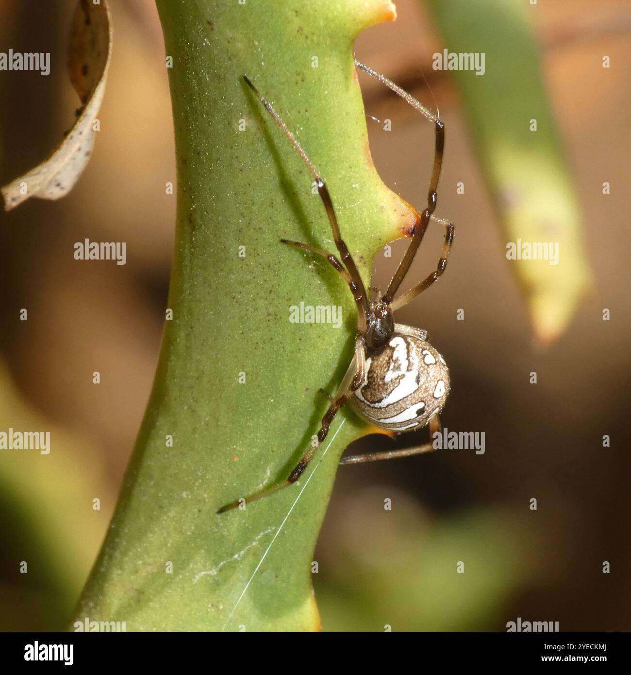 Zimbabwe Button Spider (Latrodectus rhodesiensis Stock Photo - Alamy