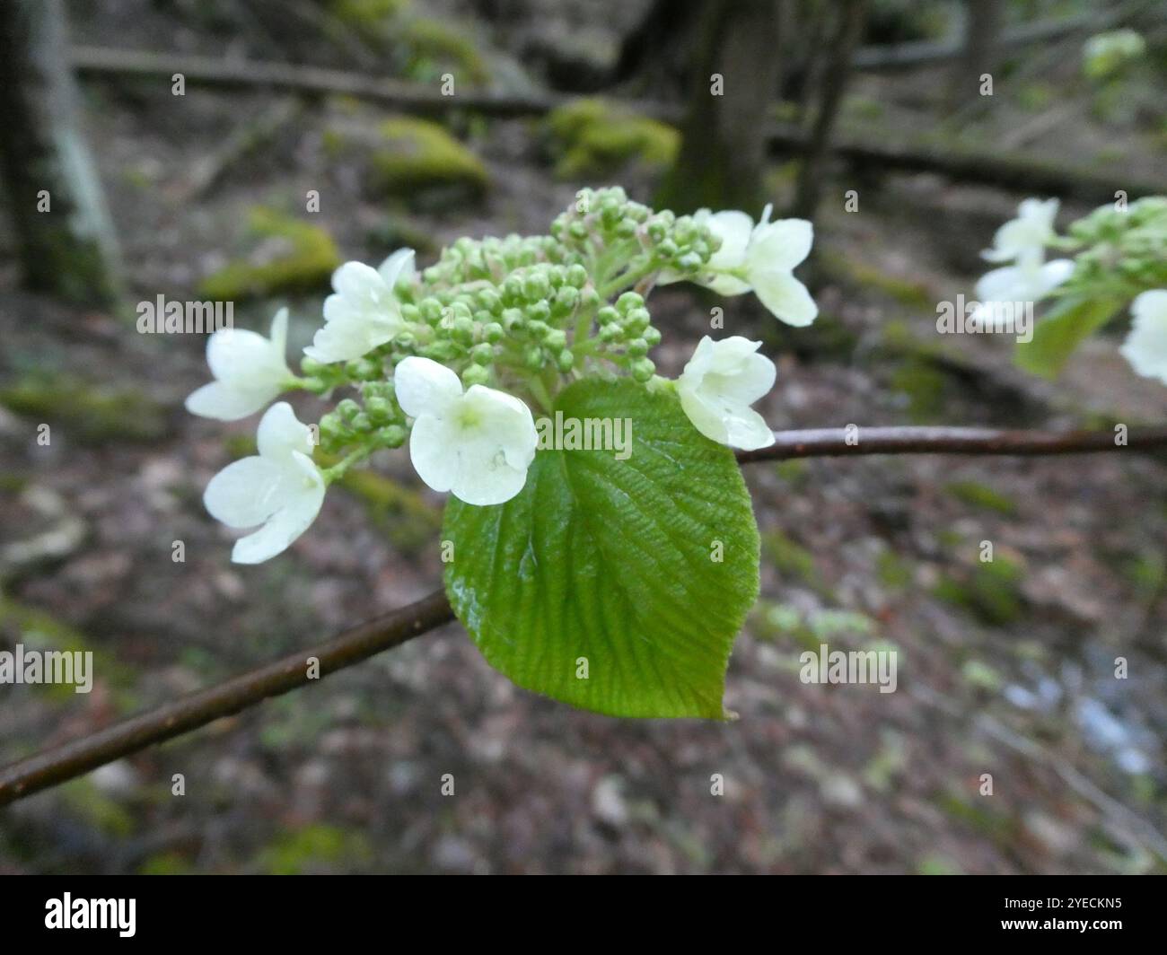 hobblebush (Viburnum lantanoides Stock Photo - Alamy