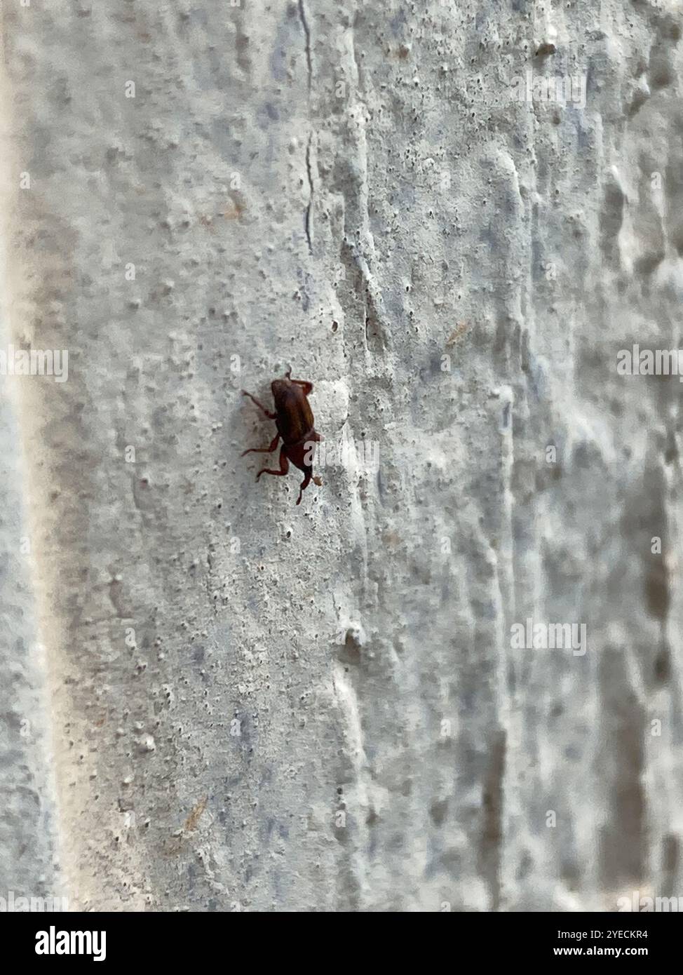 True Weevils (Curculionidae Stock Photo - Alamy