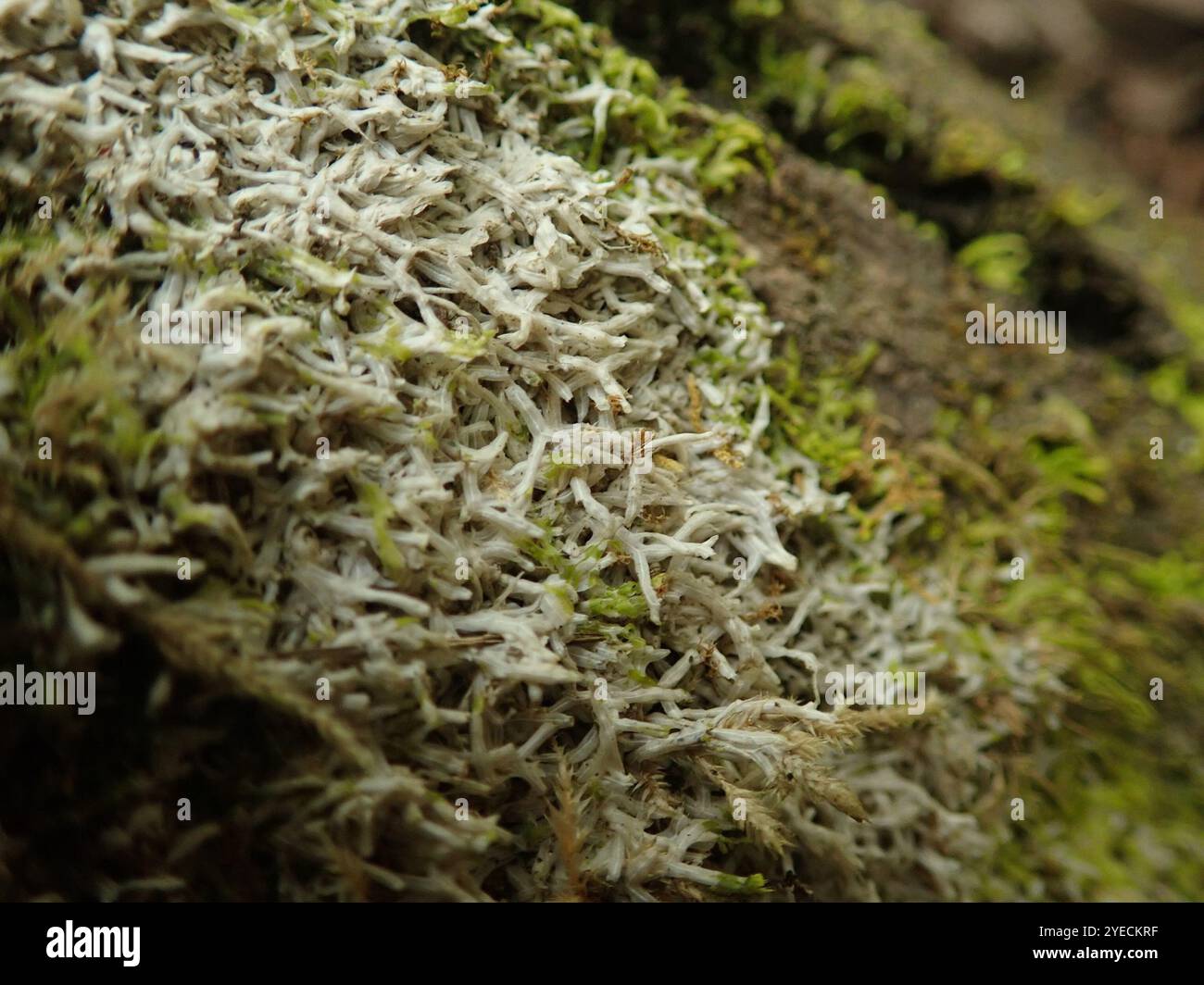 Rock Veilwort (Metzgeria conjugata Stock Photo - Alamy