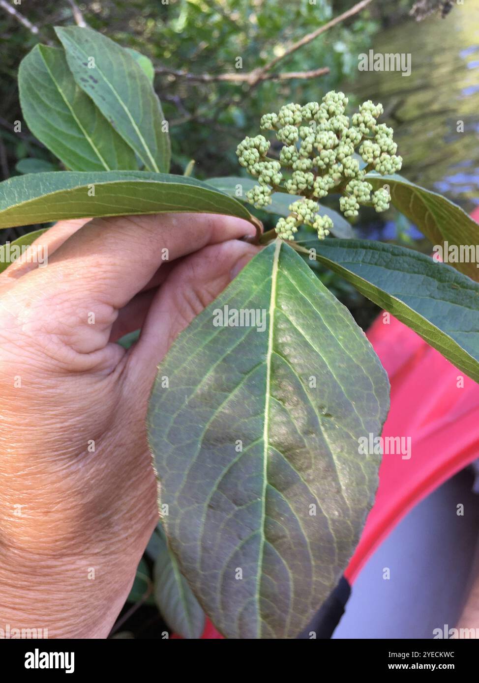 southern wild raisin (Viburnum nudum Stock Photo - Alamy