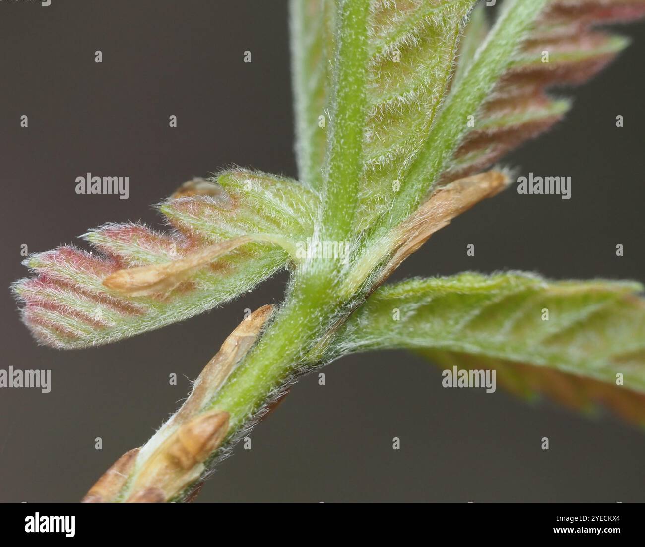 swamp white oak (Quercus bicolor Stock Photo - Alamy
