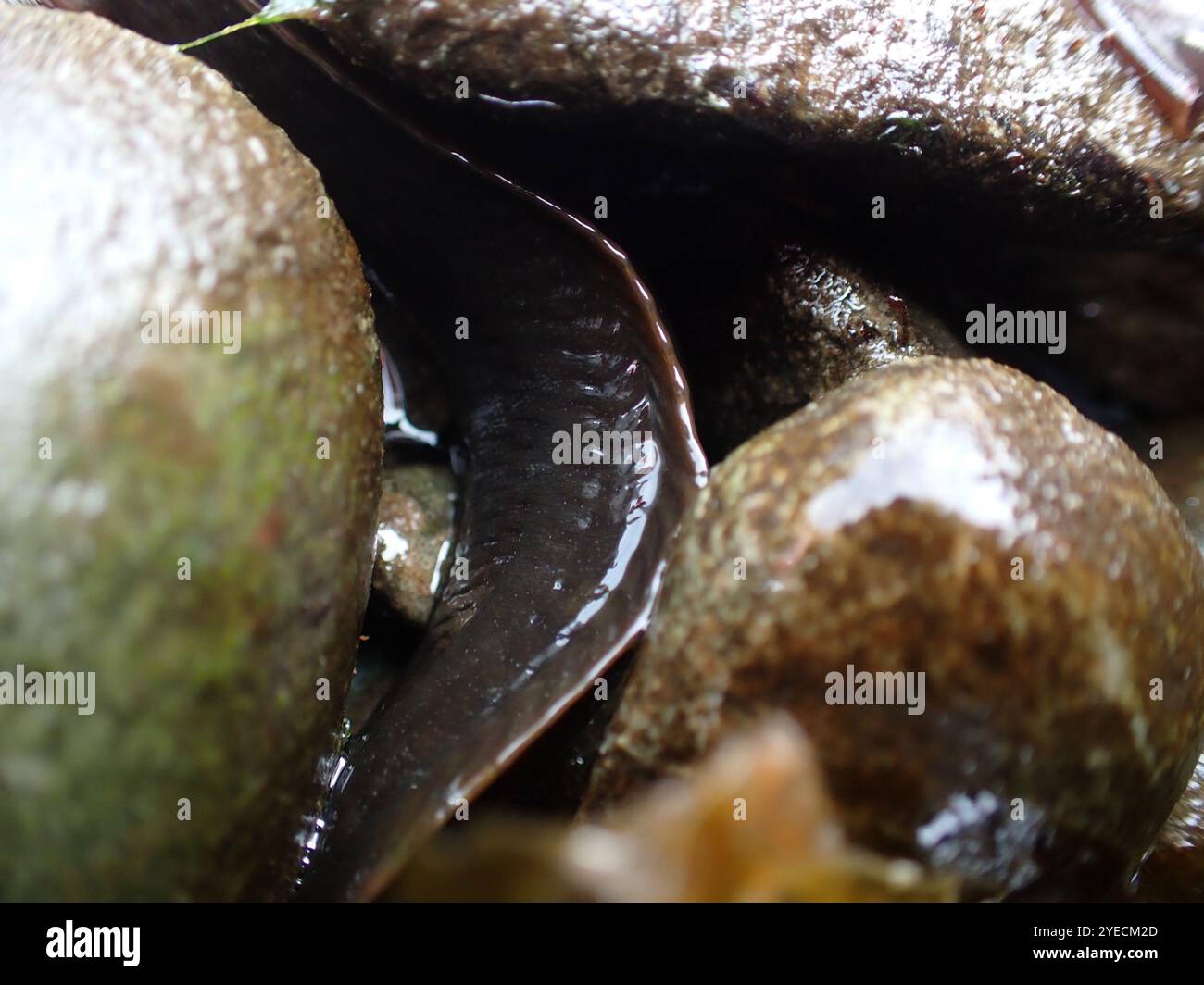 Black Prickleback (Xiphister atropurpureus Stock Photo - Alamy