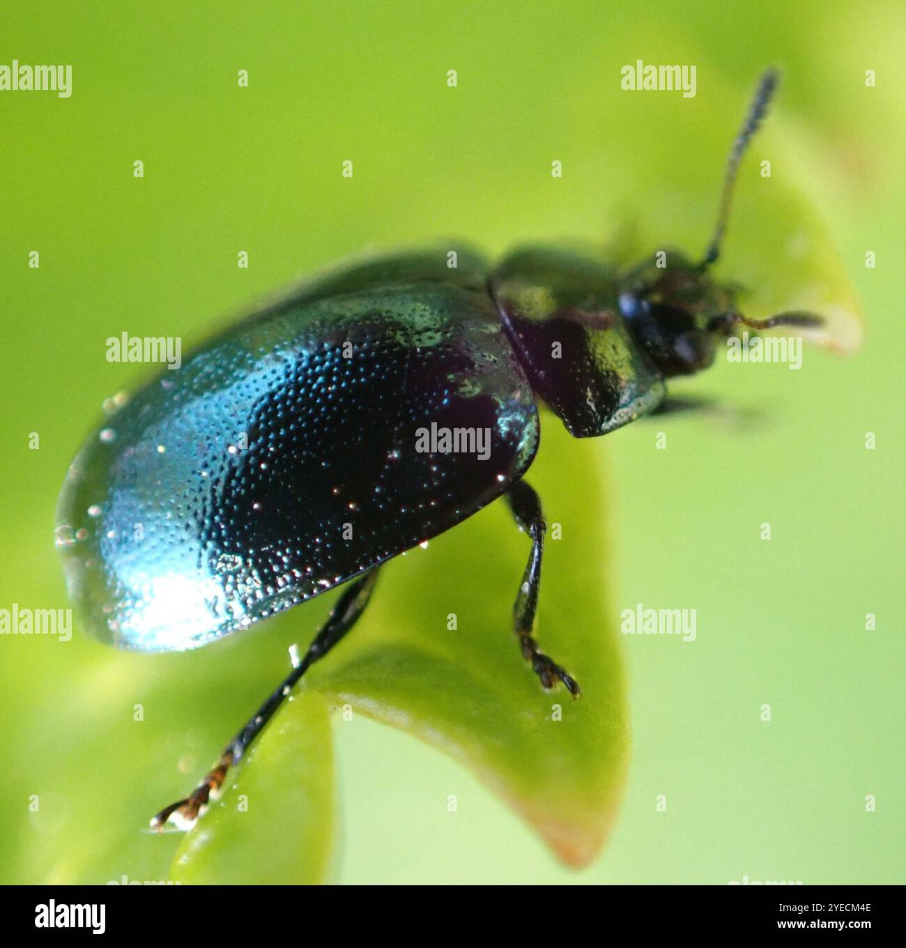 Willow Leaf Beetle (Plagiodera versicolora Stock Photo - Alamy