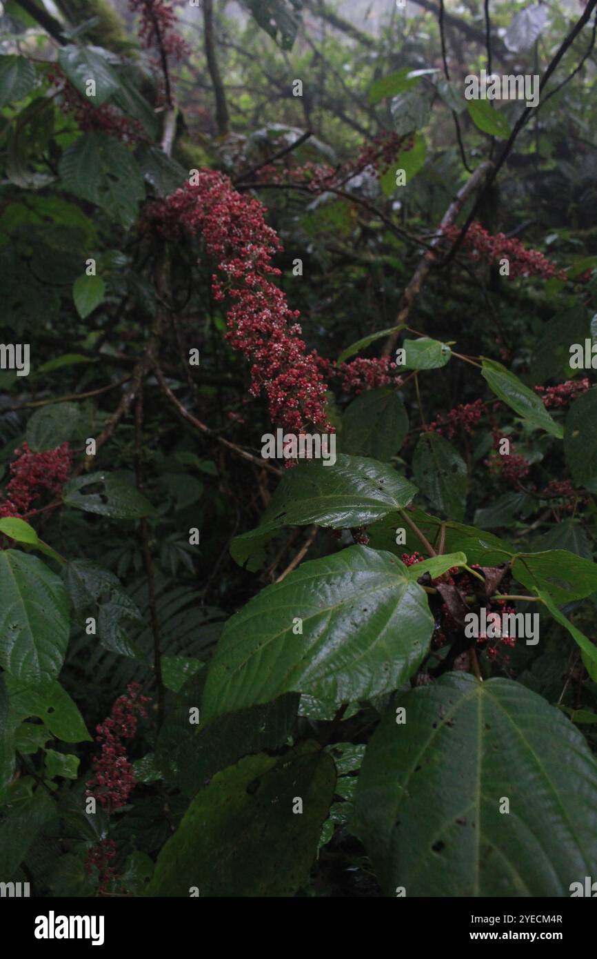 Scratchbush (Urera baccifera Stock Photo - Alamy