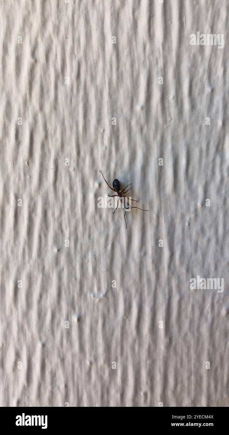 Texas Carpenter Ant (Camponotus texanus Stock Photo - Alamy