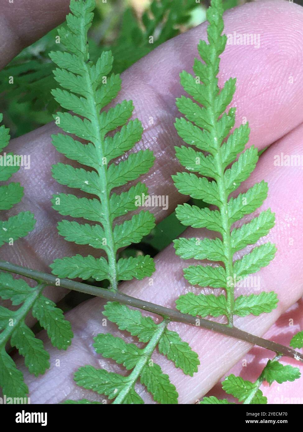 southern lady fern (Athyrium asplenioides Stock Photo - Alamy